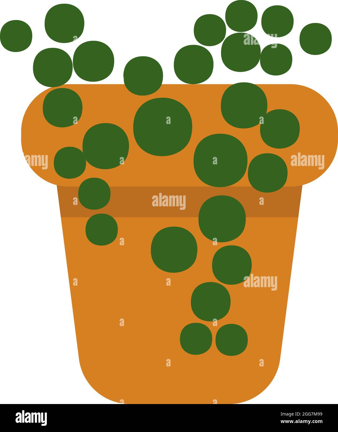 String of pearls plant in a pot, icon illustration, vector on white ...
