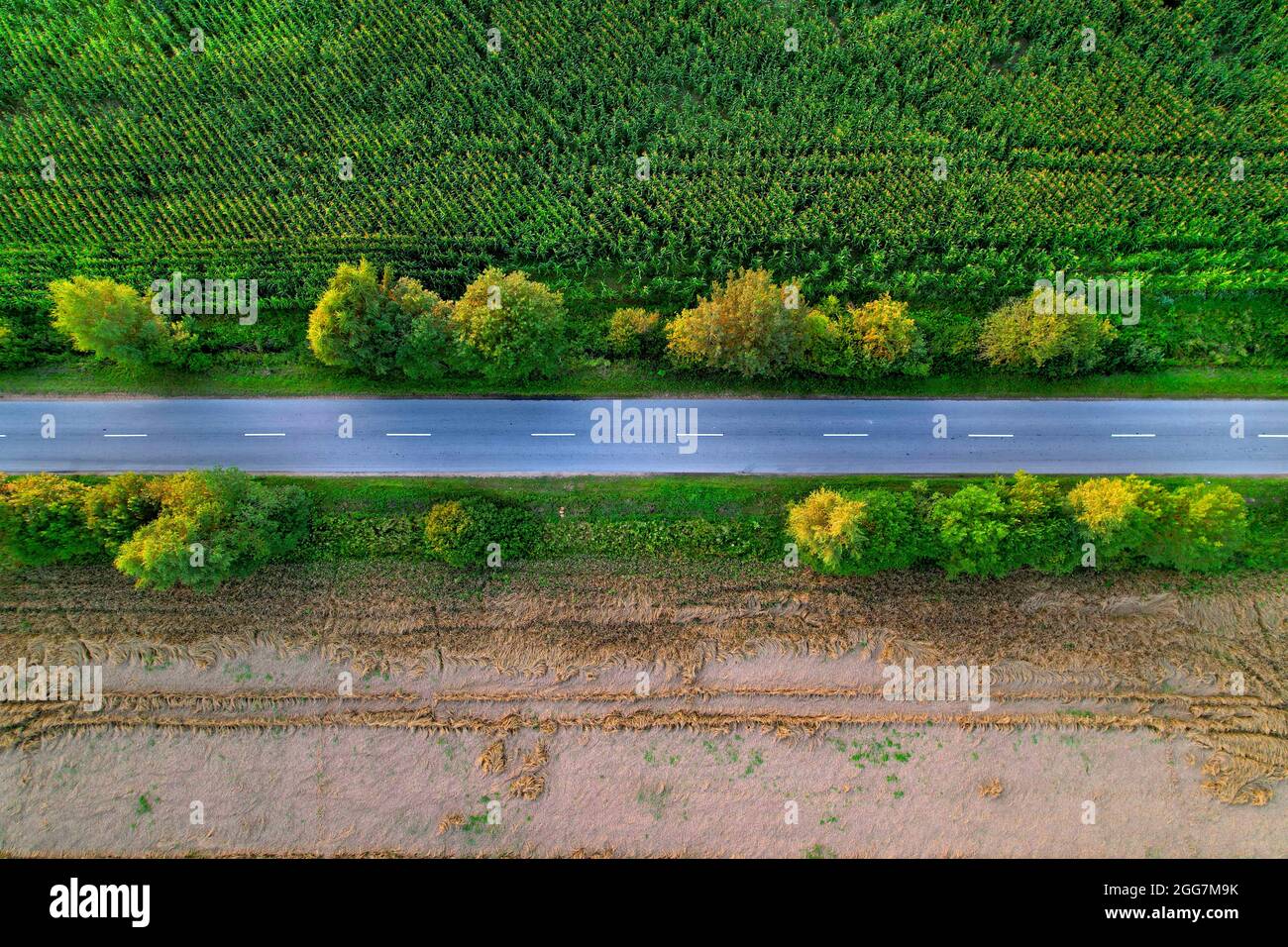 Top view of road near agricultural field. Road through the green plant ...
