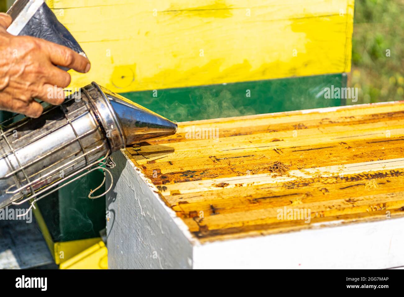 Open Beehive with frames at Beekeeping colony, Smoker is used by the ...