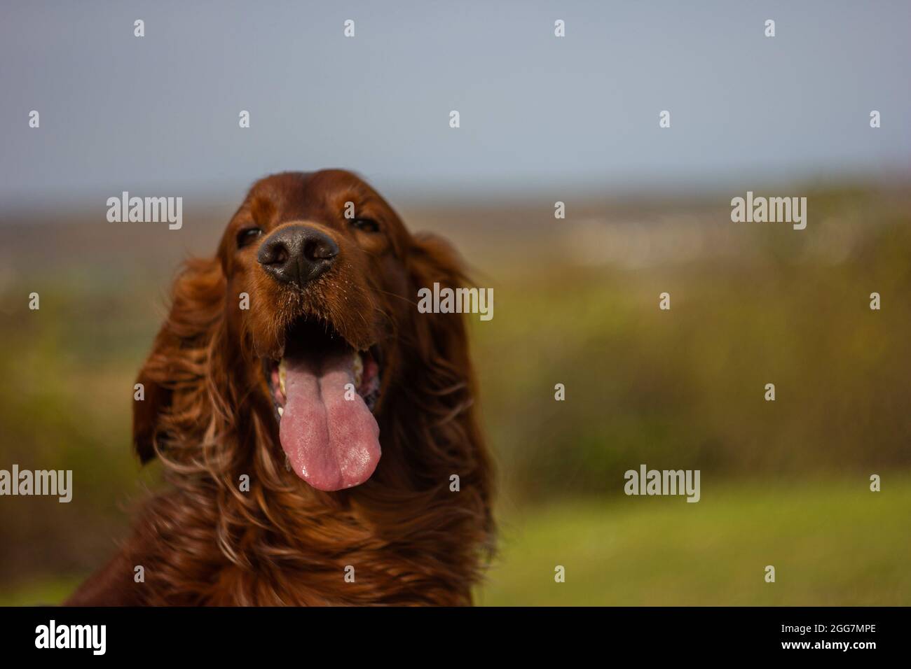 A portrait of an adorable Irish Setter sticking its tongue out in a ...