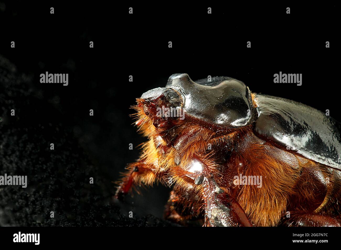 Microscopic phoretic mite on a scarab beetle Stock Photo - Alamy