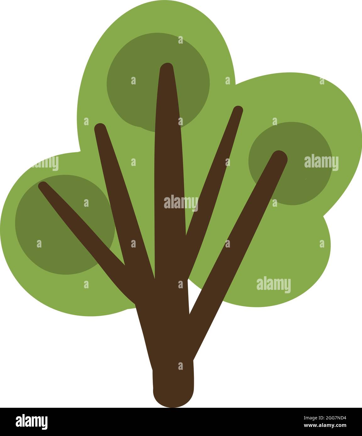 Acacia tree isolated on Stock Vector Images - Alamy