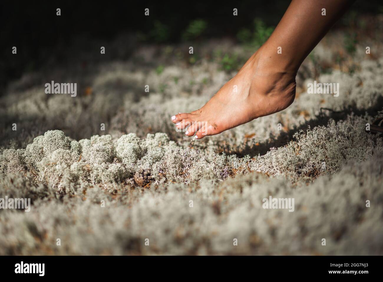 Female foot at forest reindeer moss. Harmony with nature concept Stock ...