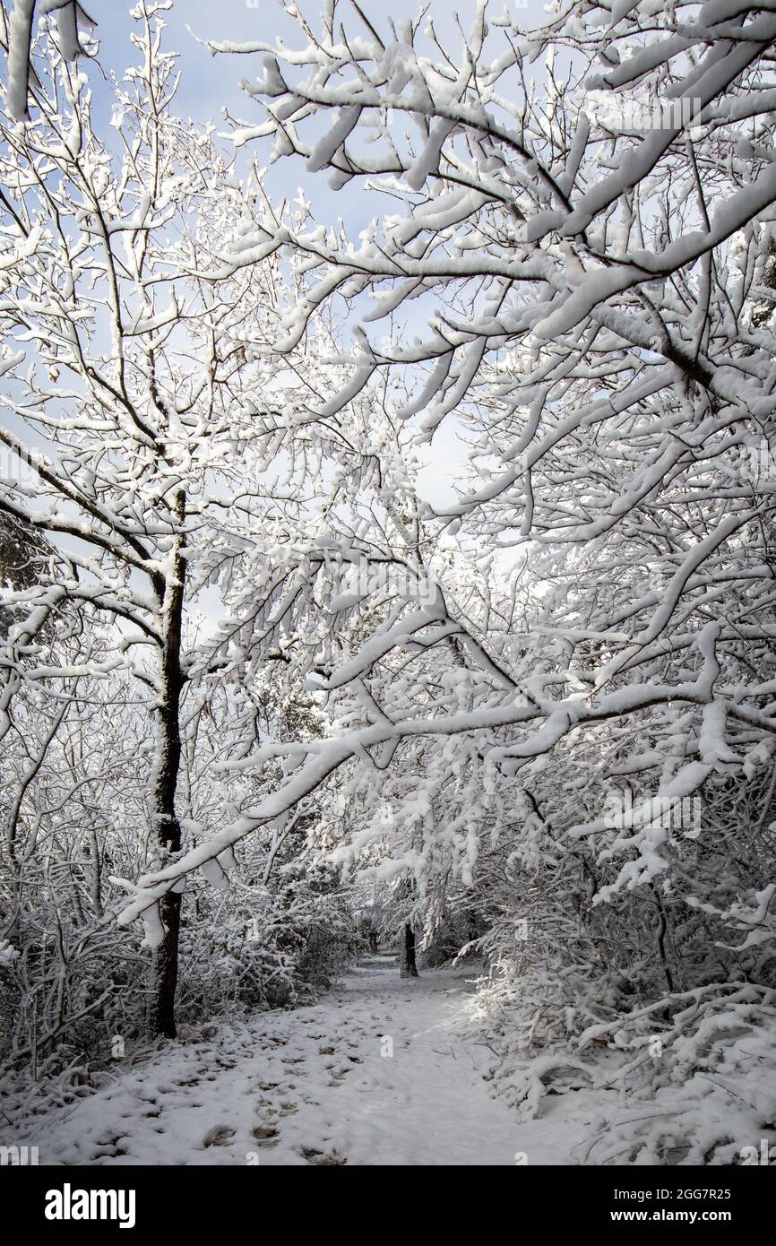 Trees covered by snow in winter, making beautiful and abstract textures ...