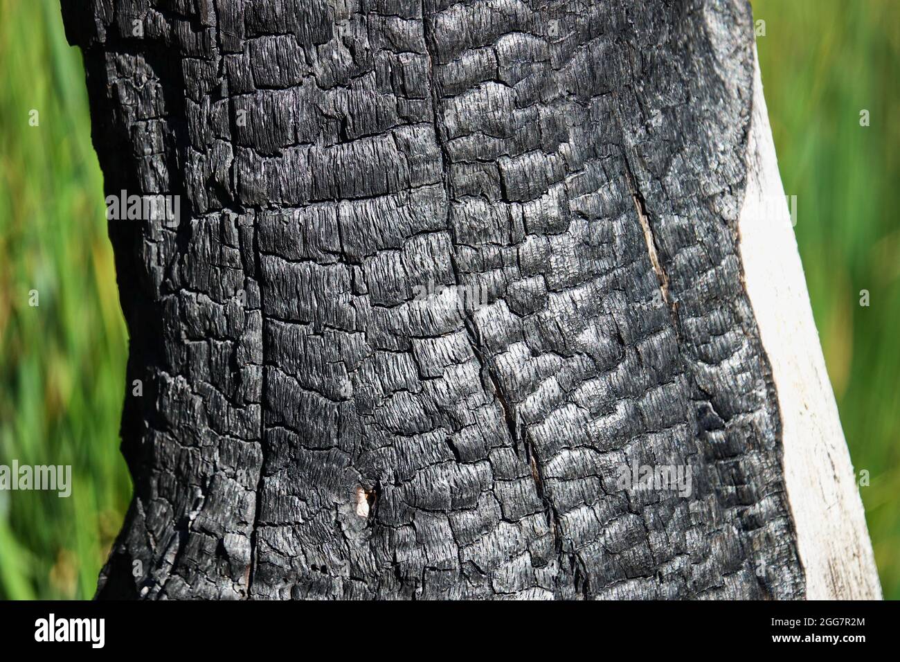 burnt tree bark background texture macro Stock Photo - Alamy