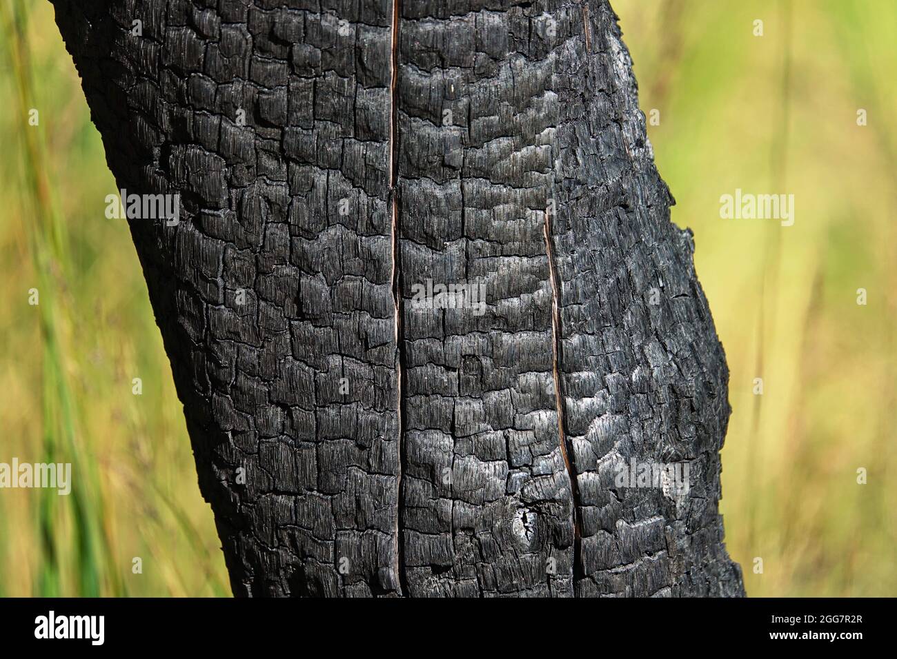 burnt tree bark background texture macro Stock Photo - Alamy