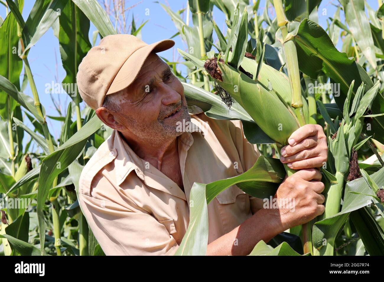 Old farmer is happy about the good corn harvest, elderly man inspects ...