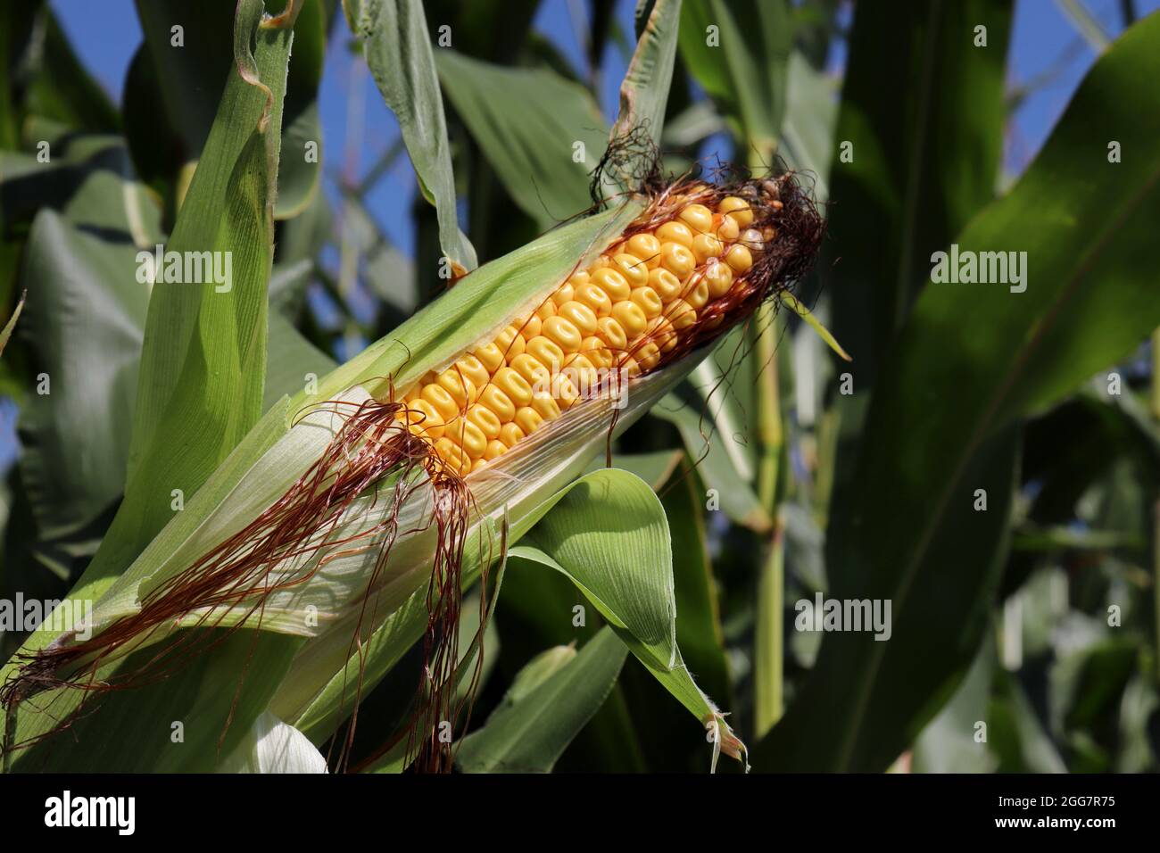 Corn field cob hi-res stock photography and images - Alamy