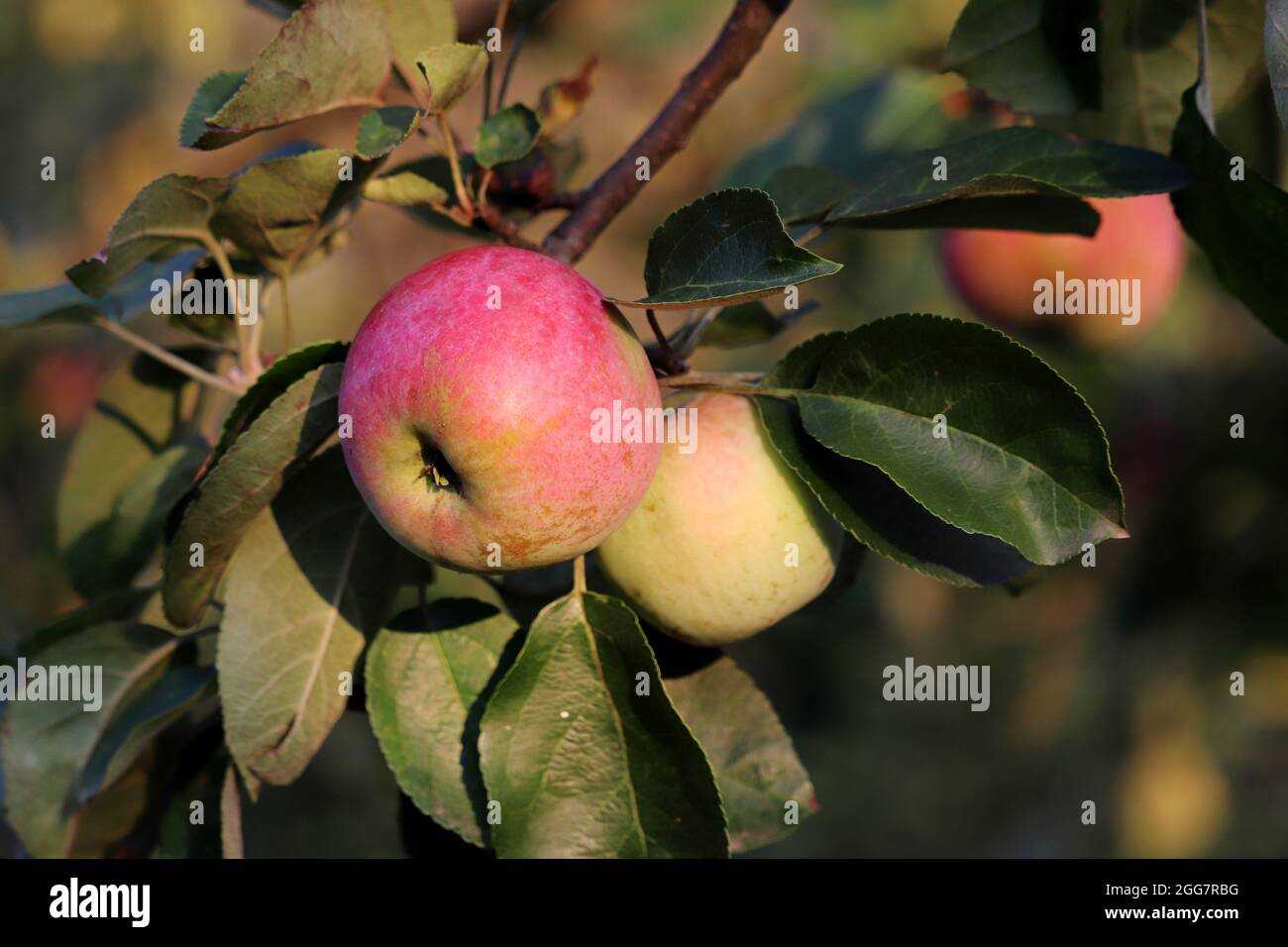 Red apples growing on a tree in garden on sky background. Ripening ...