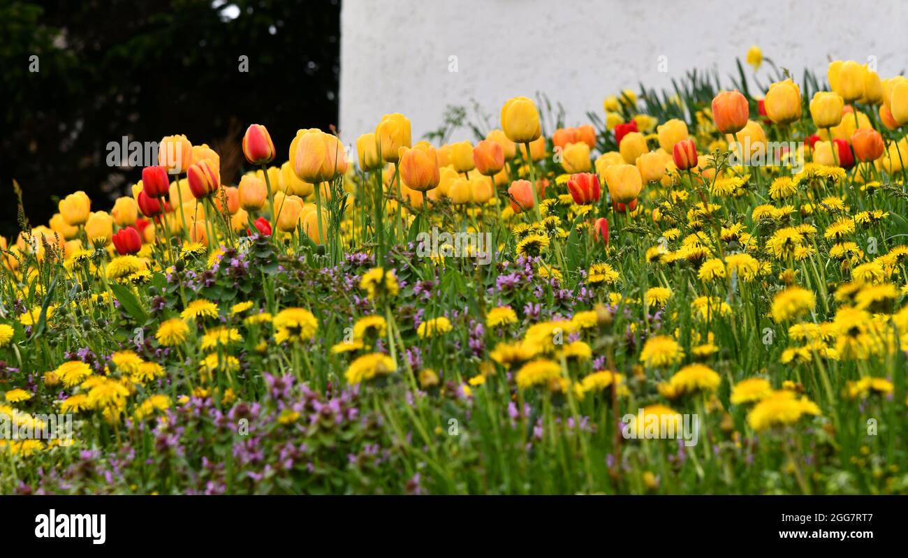 colorful spring flowers in the garden Stock Photo - Alamy