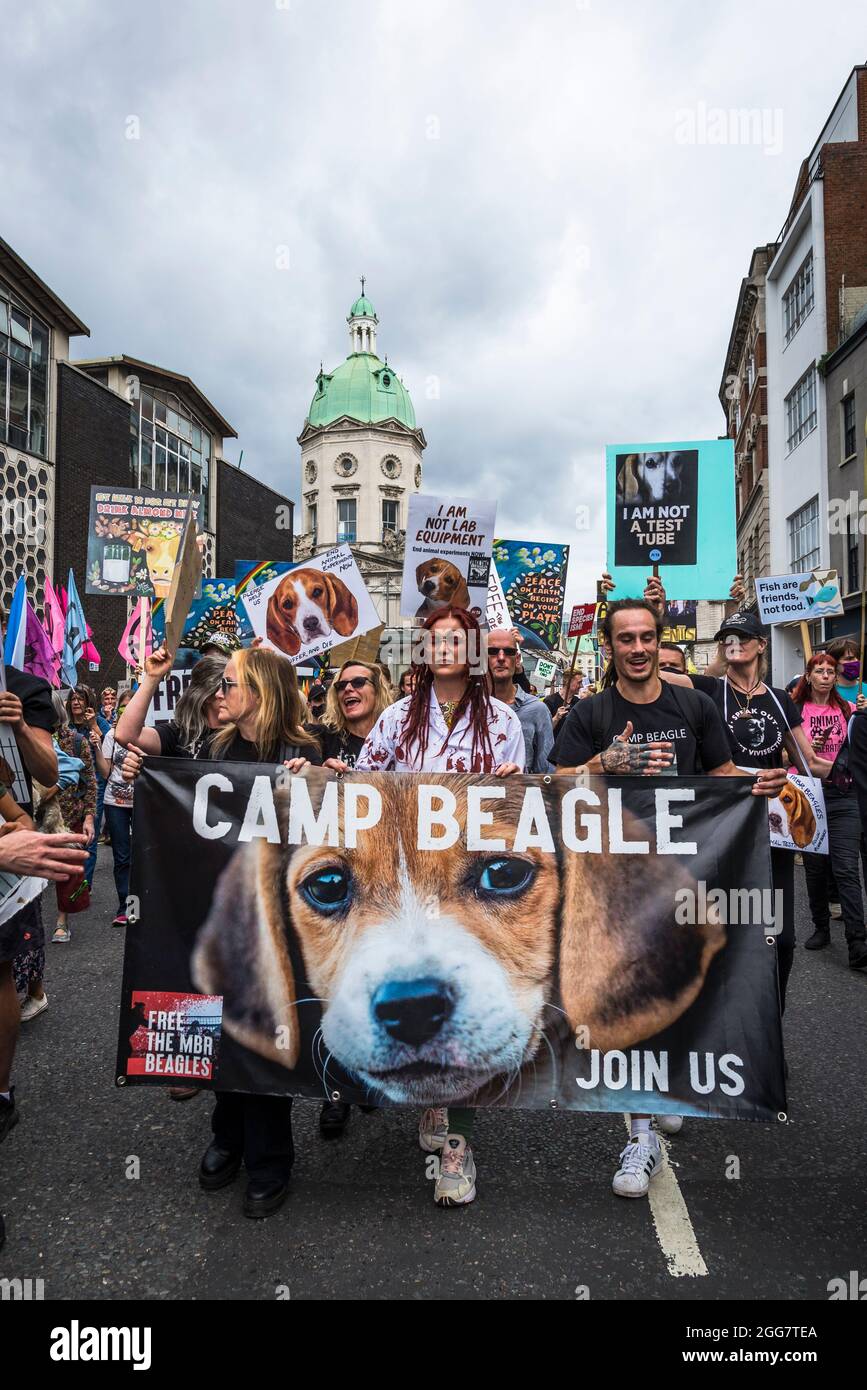 Camp Beagle, Free the MDR Beagle, National Animal Rights March ...