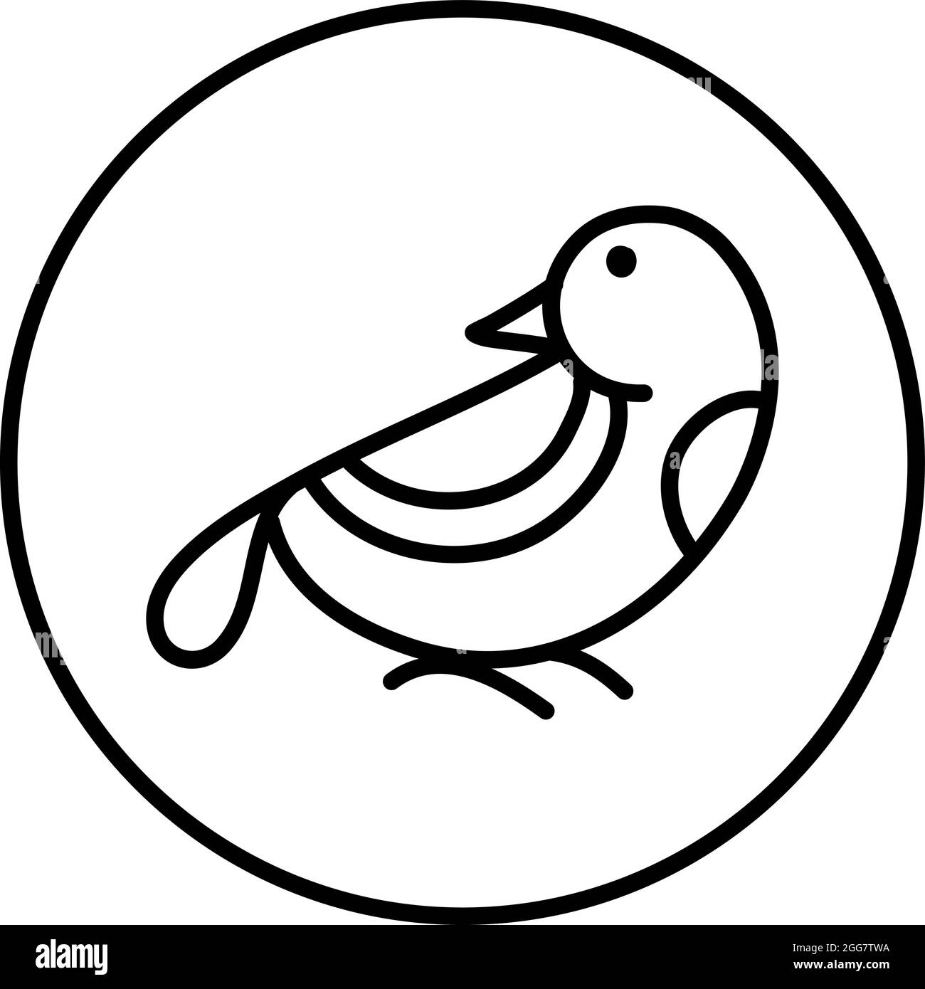 Species Of Auk Stock Vector Images - Alamy