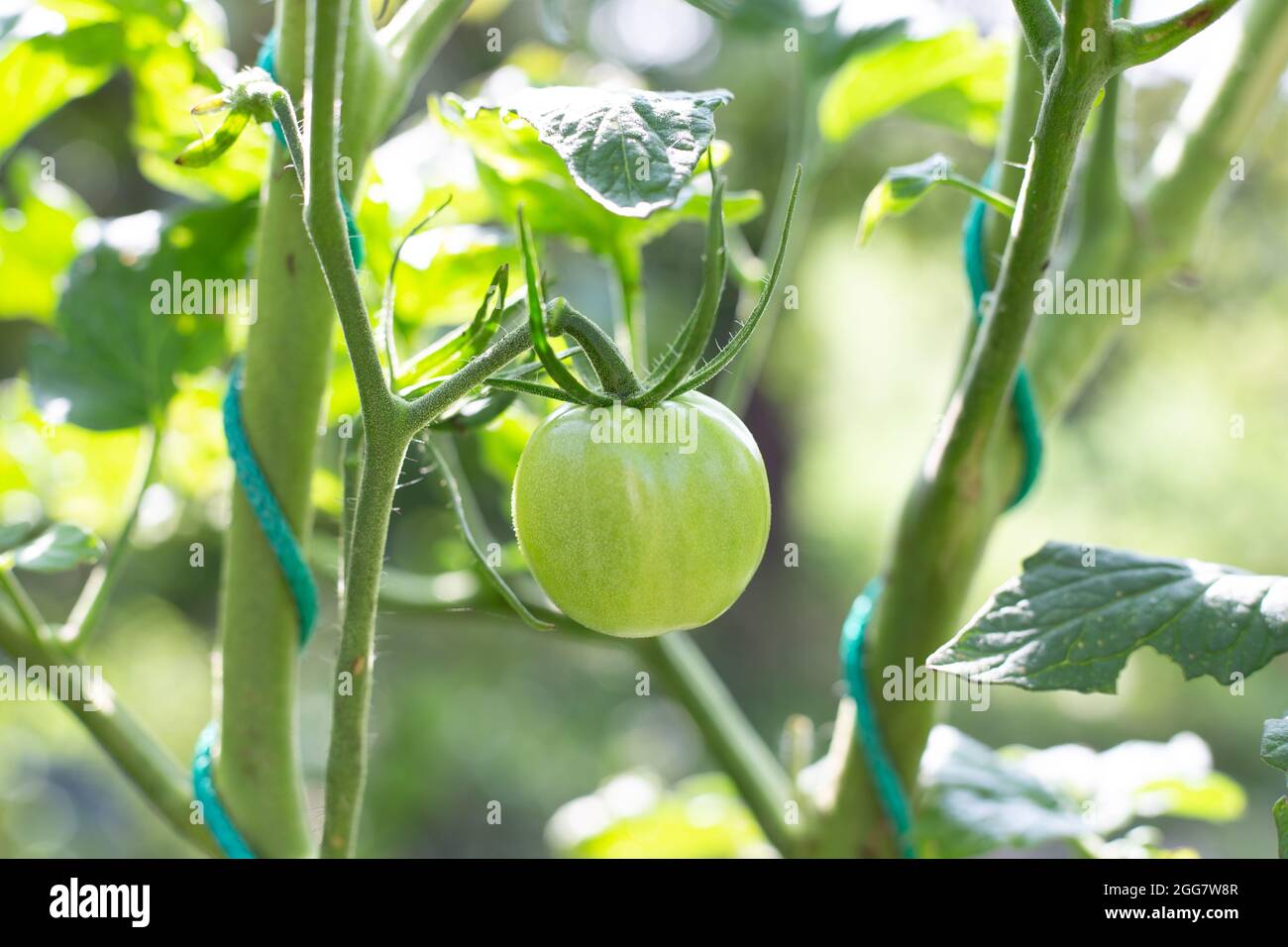 A green ripening tomato on a bush tied with ropes for support. Growing ...