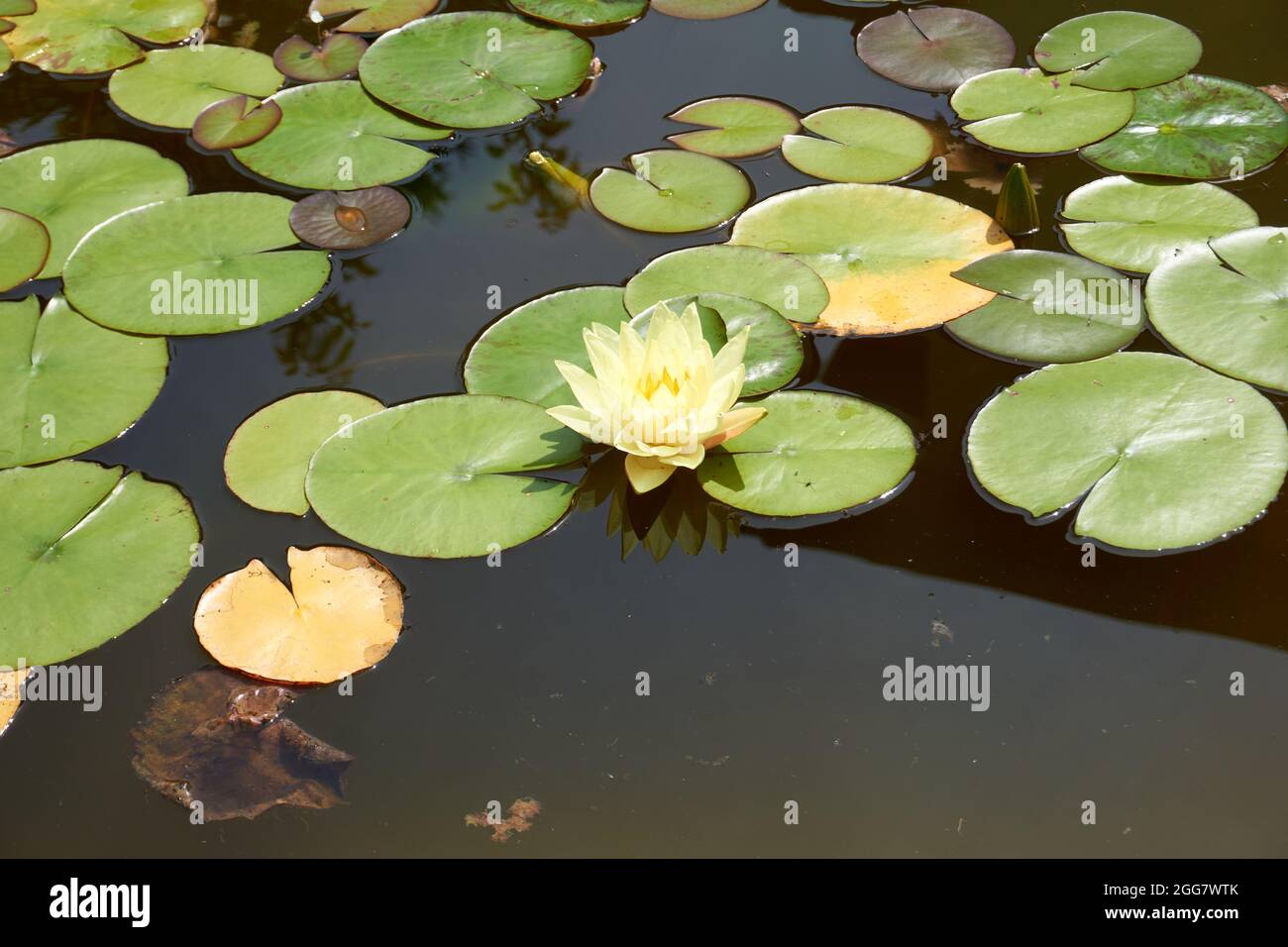 A beautiful view of yellow water lily Stock Photo - Alamy