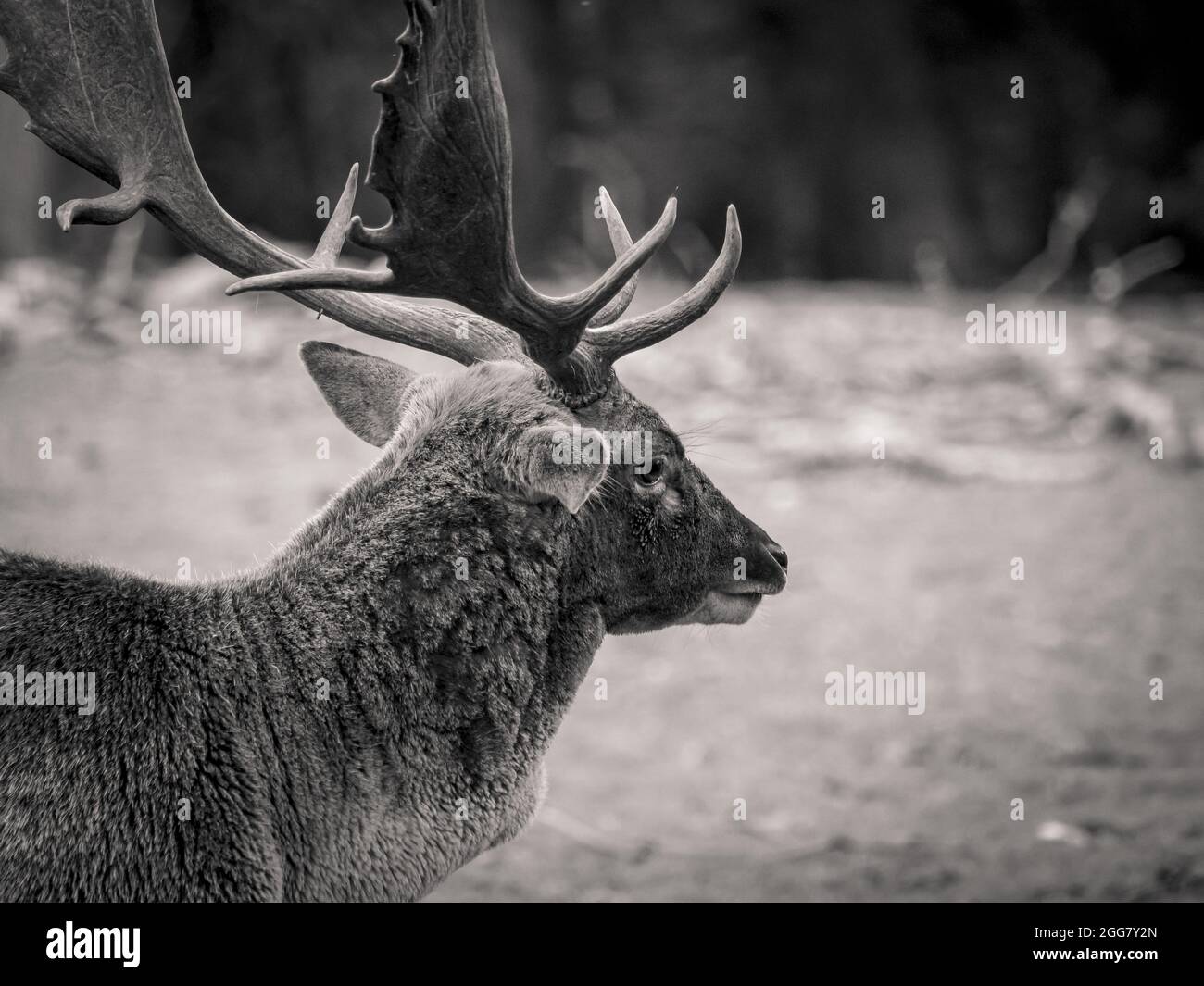 Grayscale shot male standing hi-res stock photography and images - Alamy