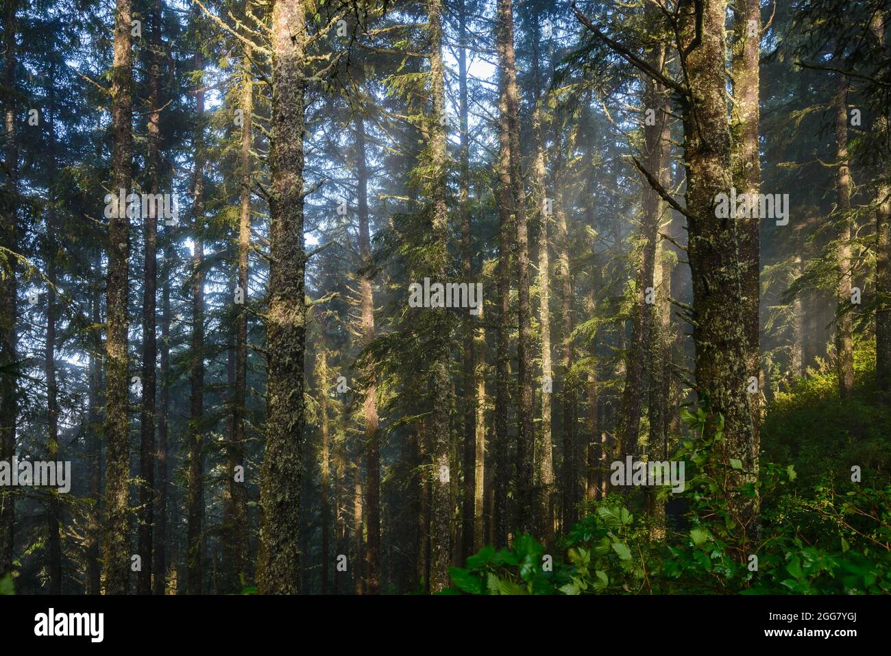 Oregon pine hi-res stock photography and images - Alamy