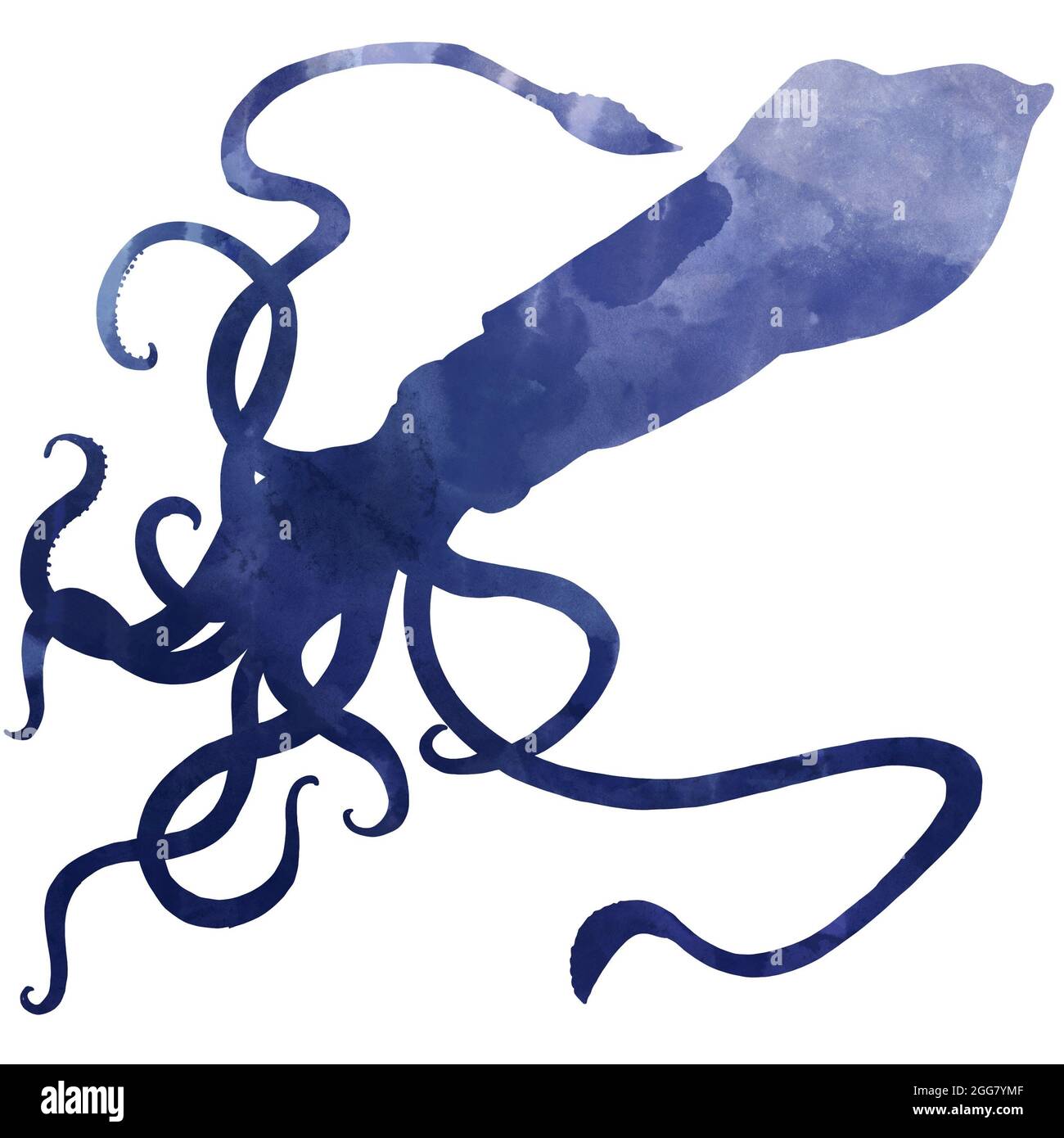 Watercolor hand drawn squid. silhouette Isolated seafood illustration ...