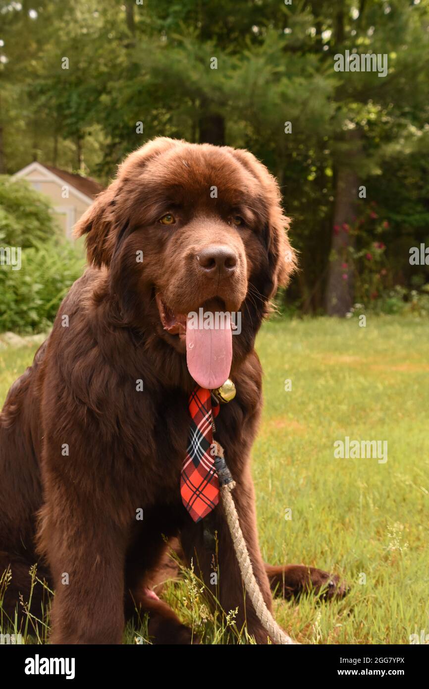 Plaid necktie hi-res stock photography and images - Alamy