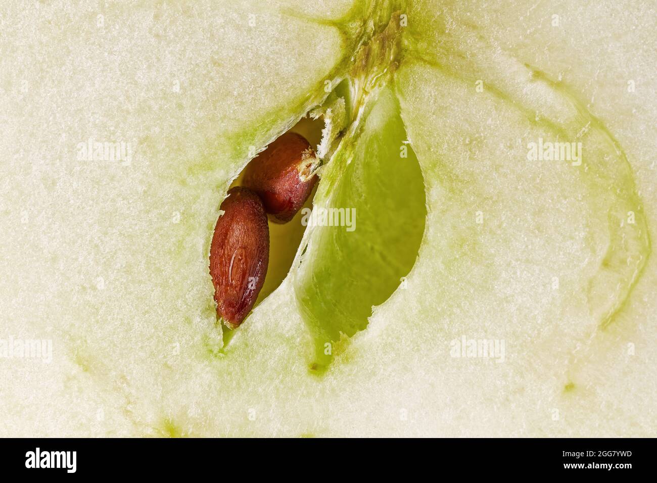 Apple seeds hi-res stock photography and images - Alamy