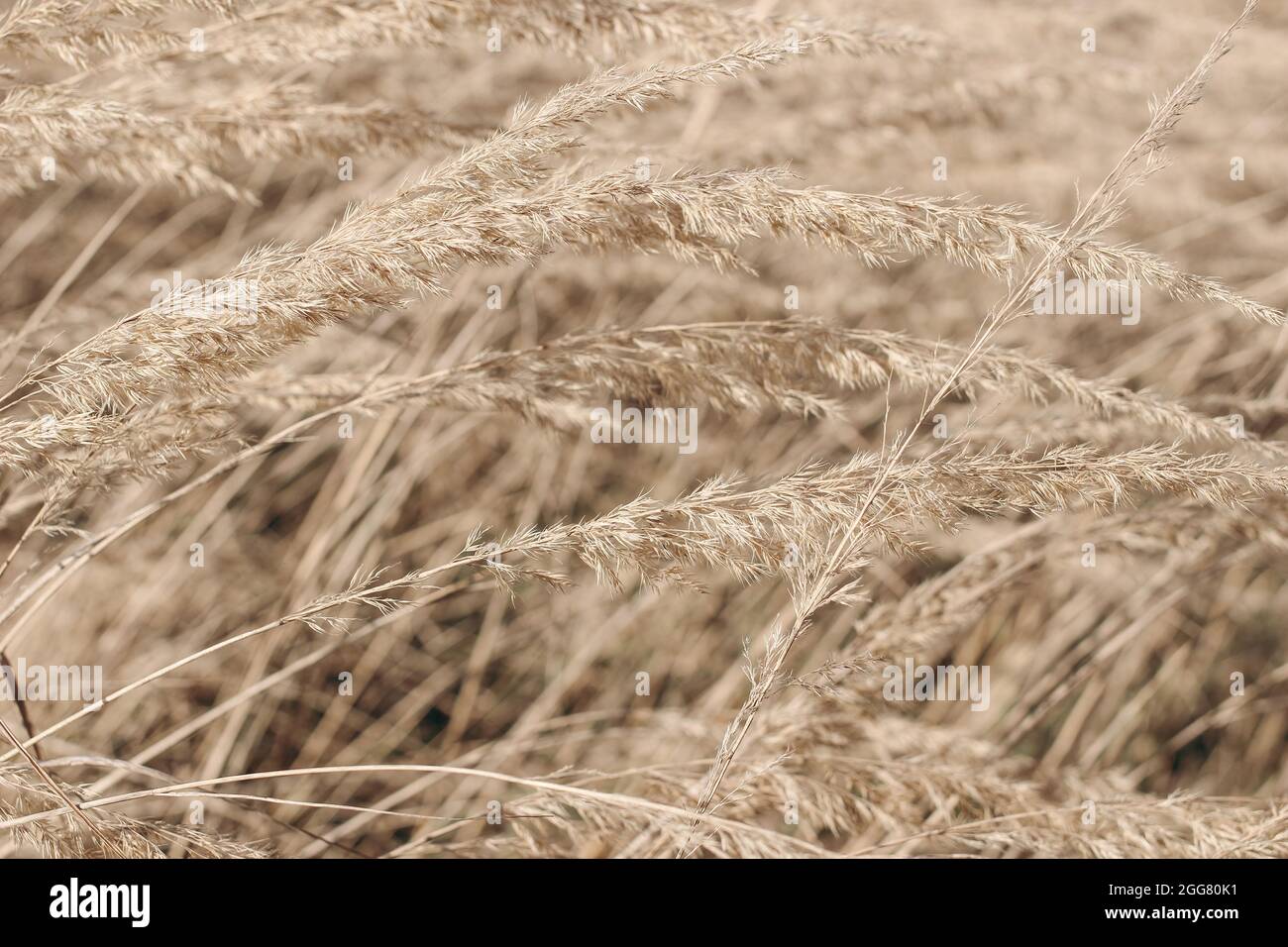 Decorative floral texture. Field of golden dry festuca grass. Autumn ...