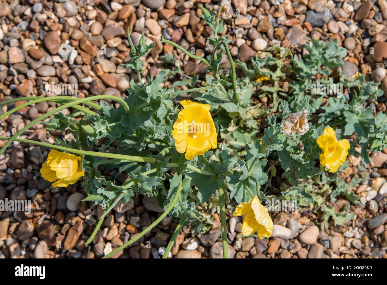Yellow horned-poppy (Glaucium flavum Stock Photo - Alamy
