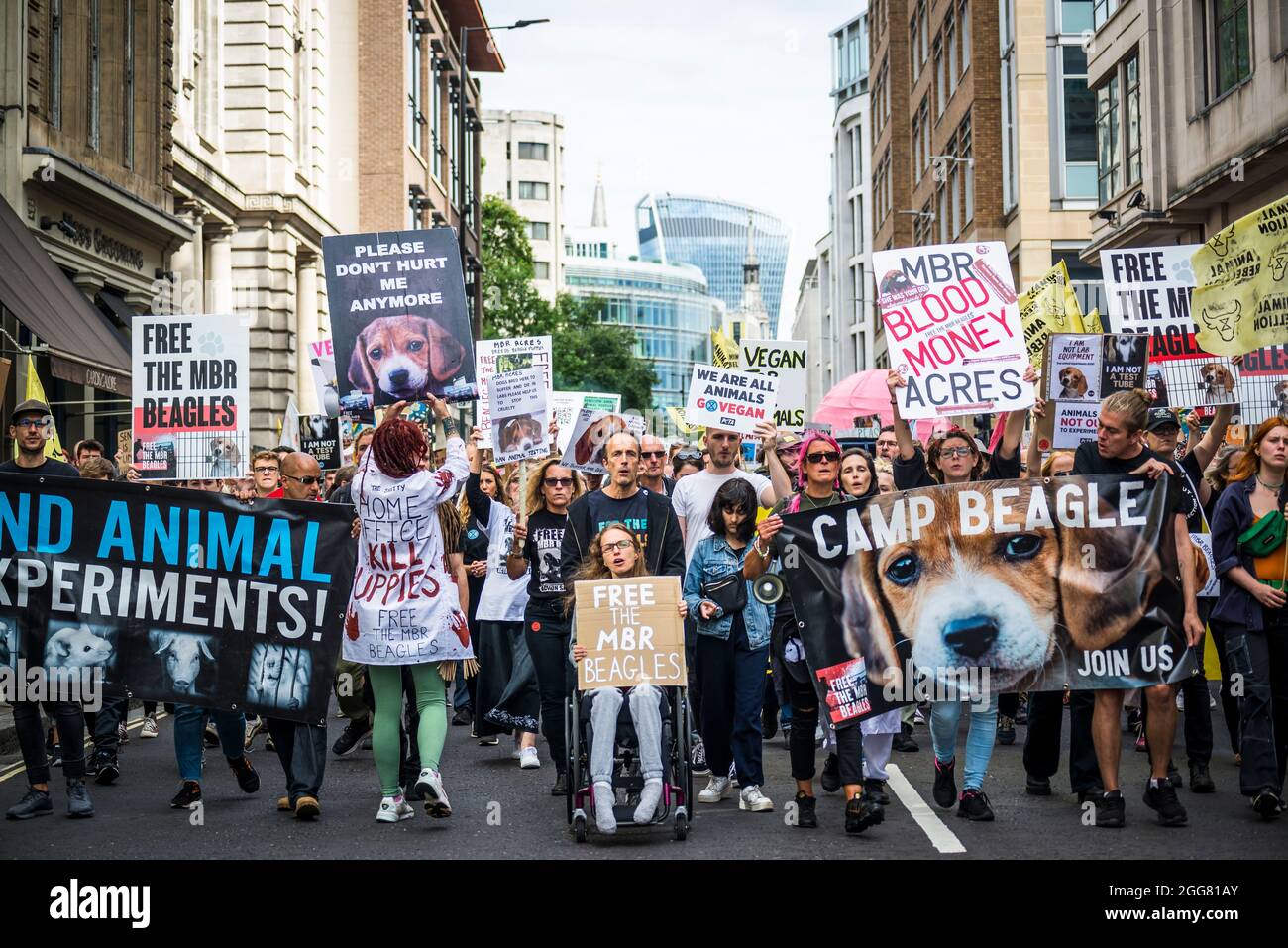 Camp beagle march in london hi-res stock photography and images - Alamy