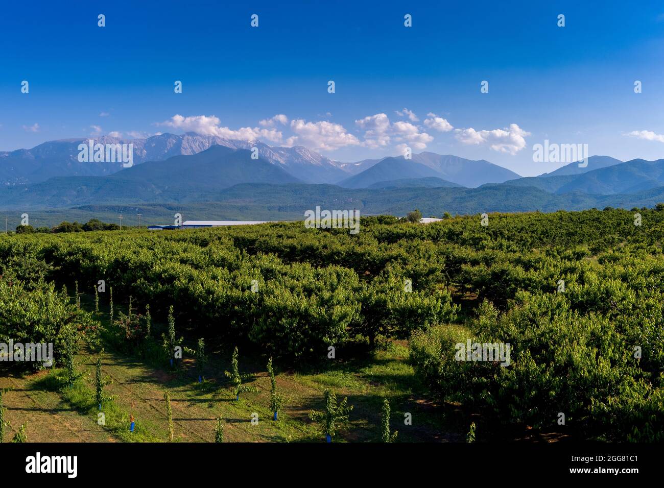 Beautiful shot fields trees hi-res stock photography and images - Alamy