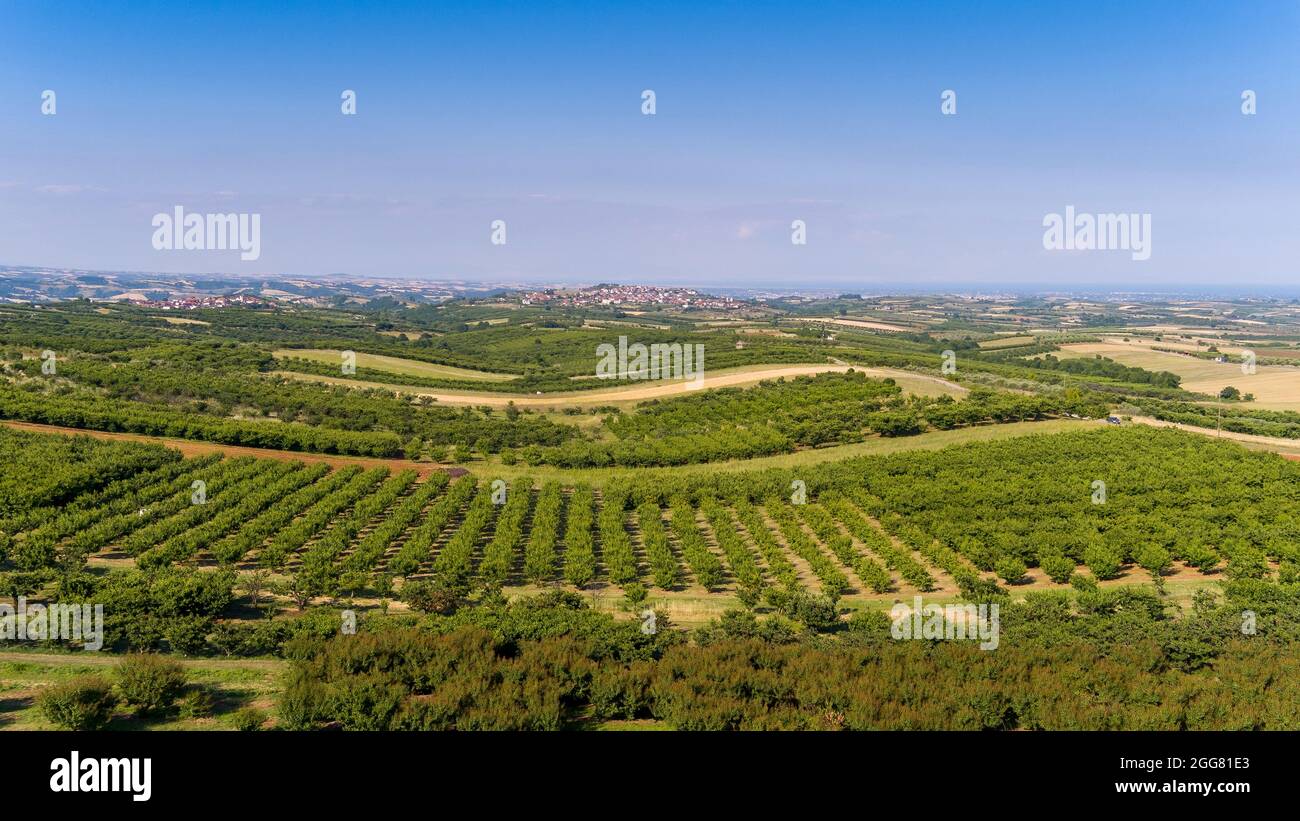 Aerial view over agricultural fields with cherry trees, Pieria in ...