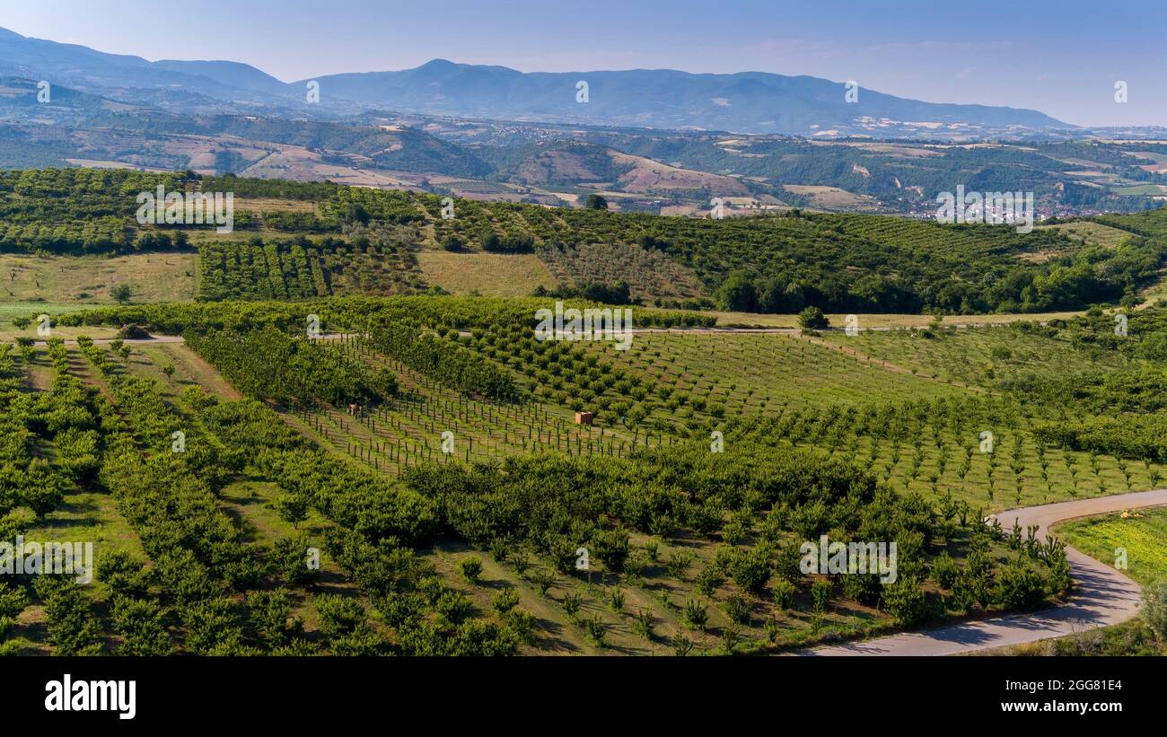 Aerial view over agricultural fields with cherry trees, Pieria in ...