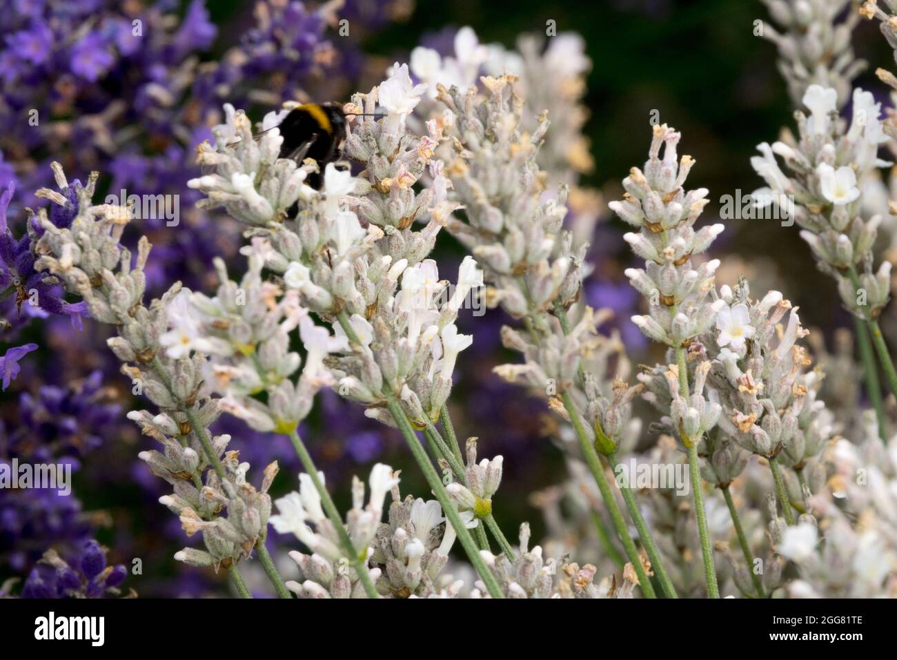 Blue White mixed Lavender Lavandula angustifolia 'Sentivia Silver ...