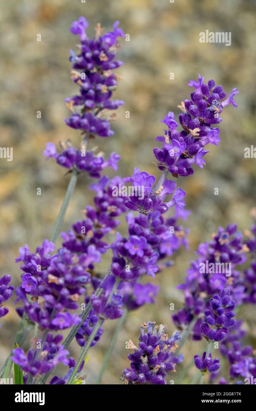 Purple Lavender Lavandula angustifolia 'Sentivia Blue' Stock Photo - Alamy