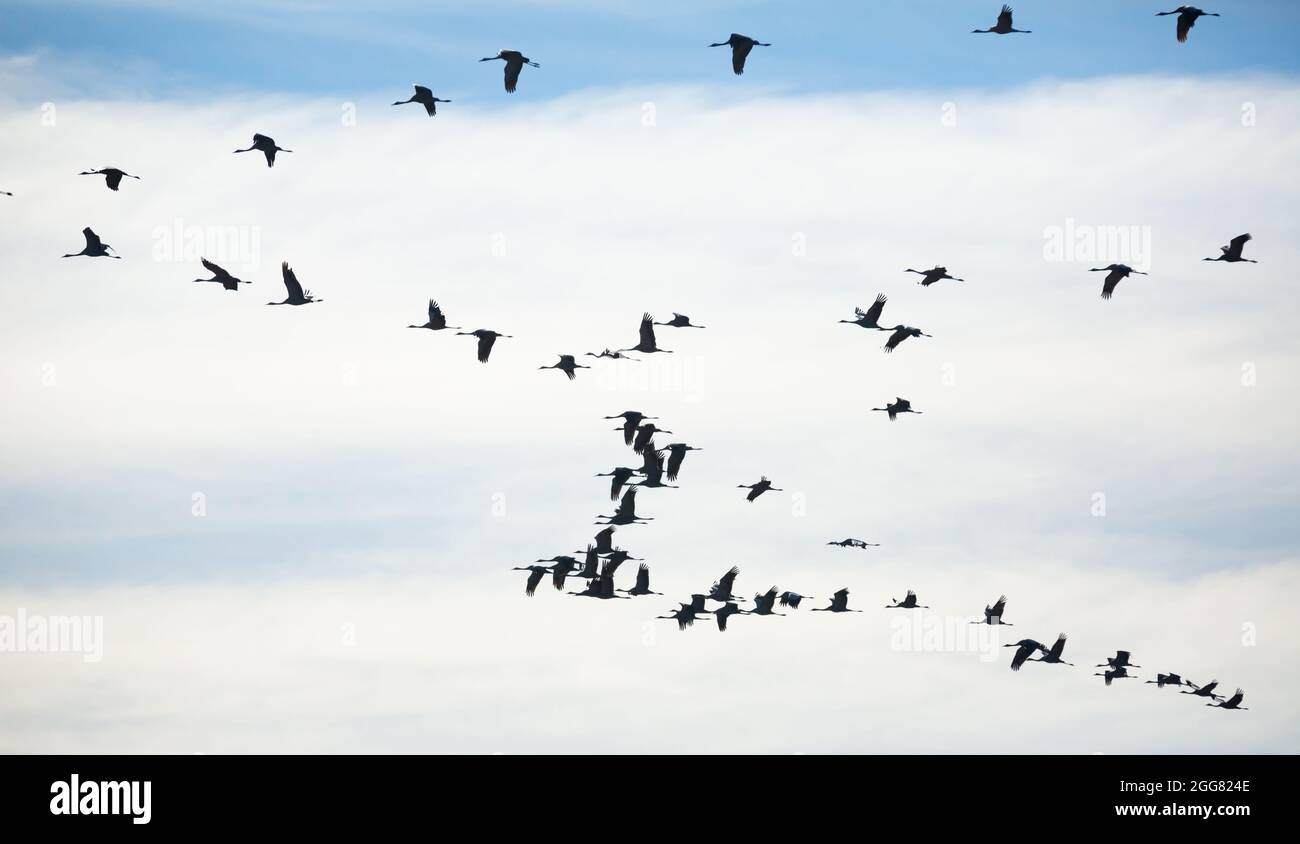 Flock of cranes in flight Stock Photo - Alamy