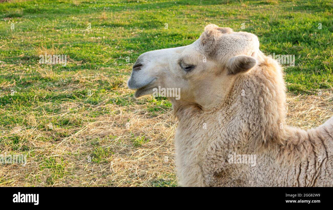 Camel white background hi-res stock photography and images - Alamy
