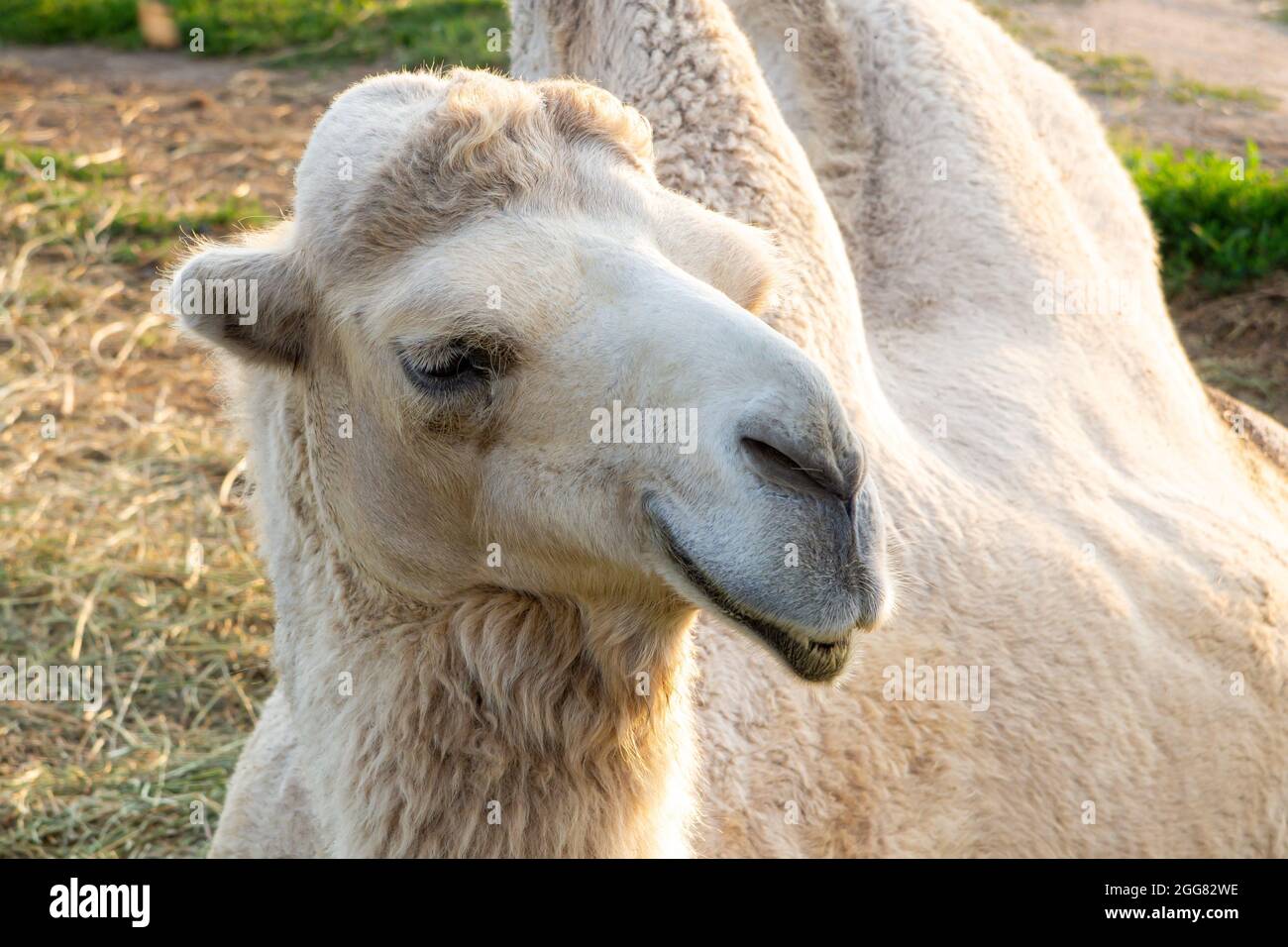 Big hump camel hi-res stock photography and images - Alamy