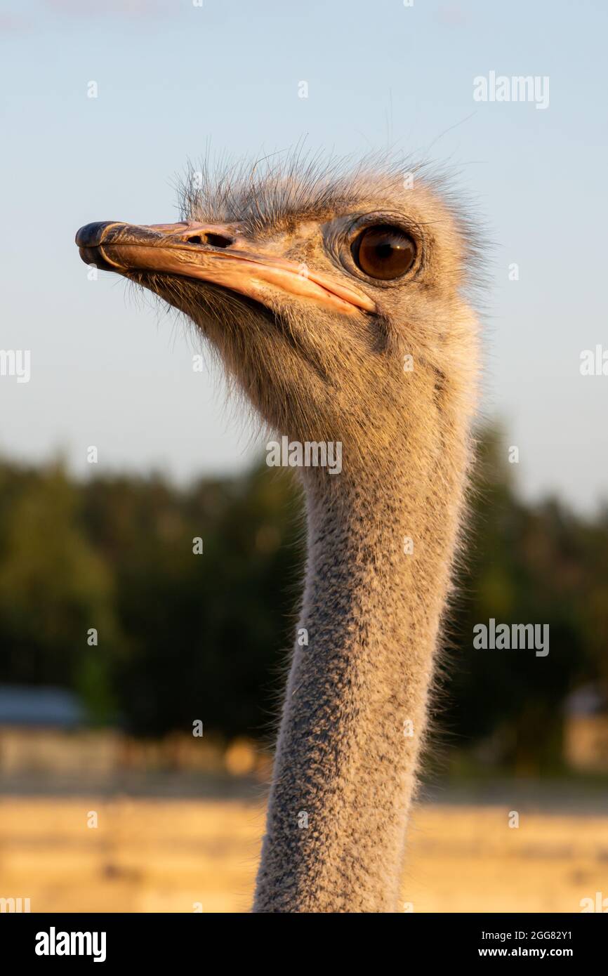 Ostrich Head And Neck