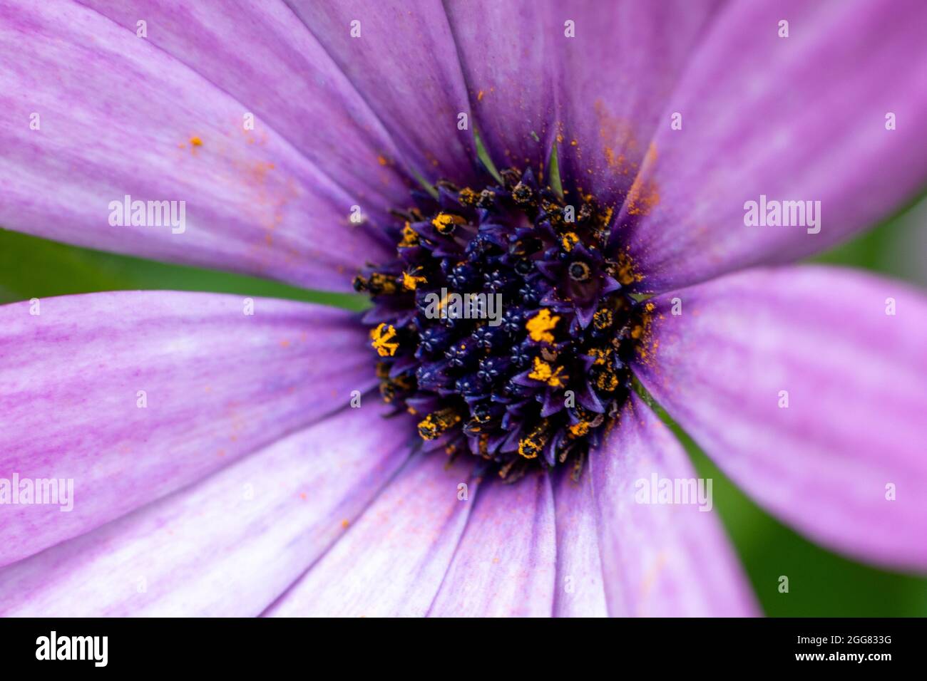 A closeup of a stamen of an African daisy in a field in the daylight ...