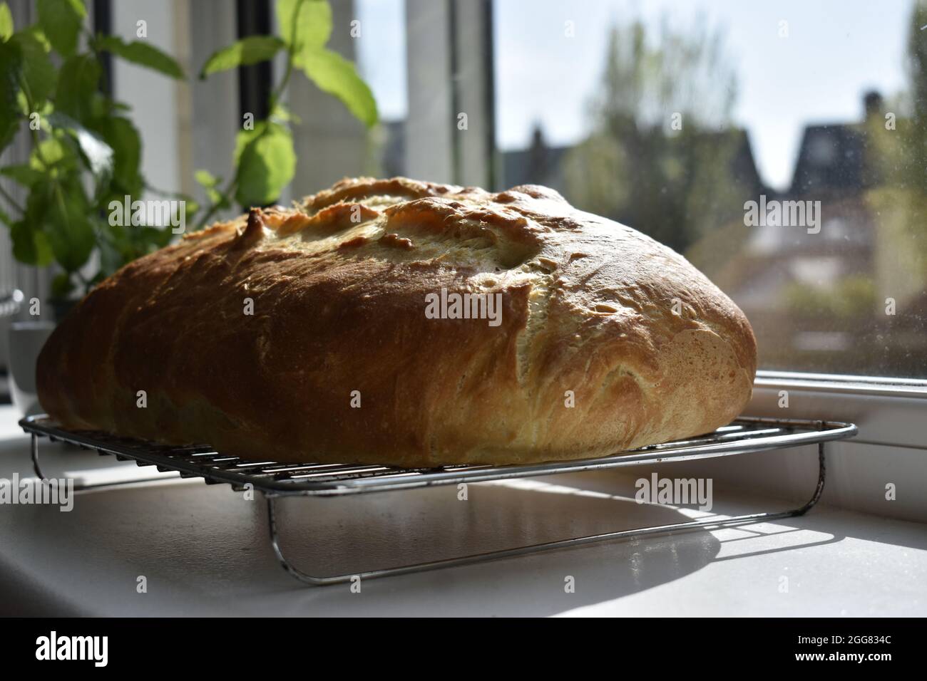 A closeup of a fresh homemade loaf of bread on a tray on the windowsill ...
