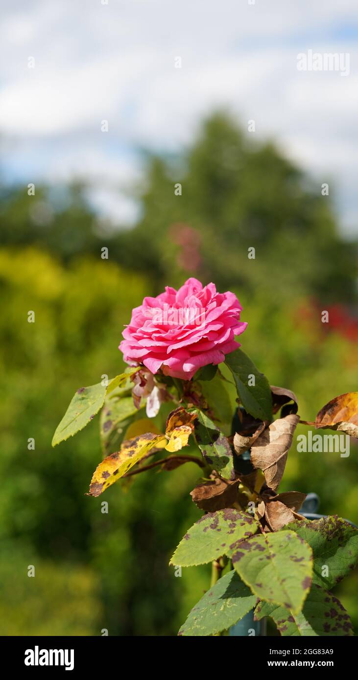 A vertical shot of a blooming pink rose in a garden Stock Photo - Alamy