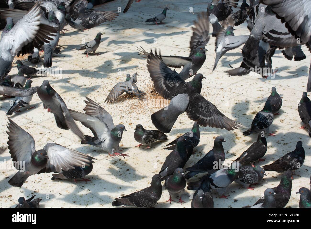 A group of pigeons in a square Stock Photo - Alamy