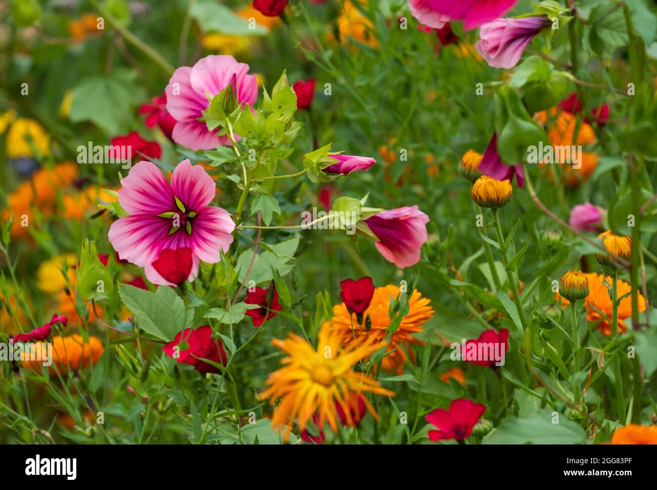 Annual mallow the vulcan hi-res stock photography and images - Alamy