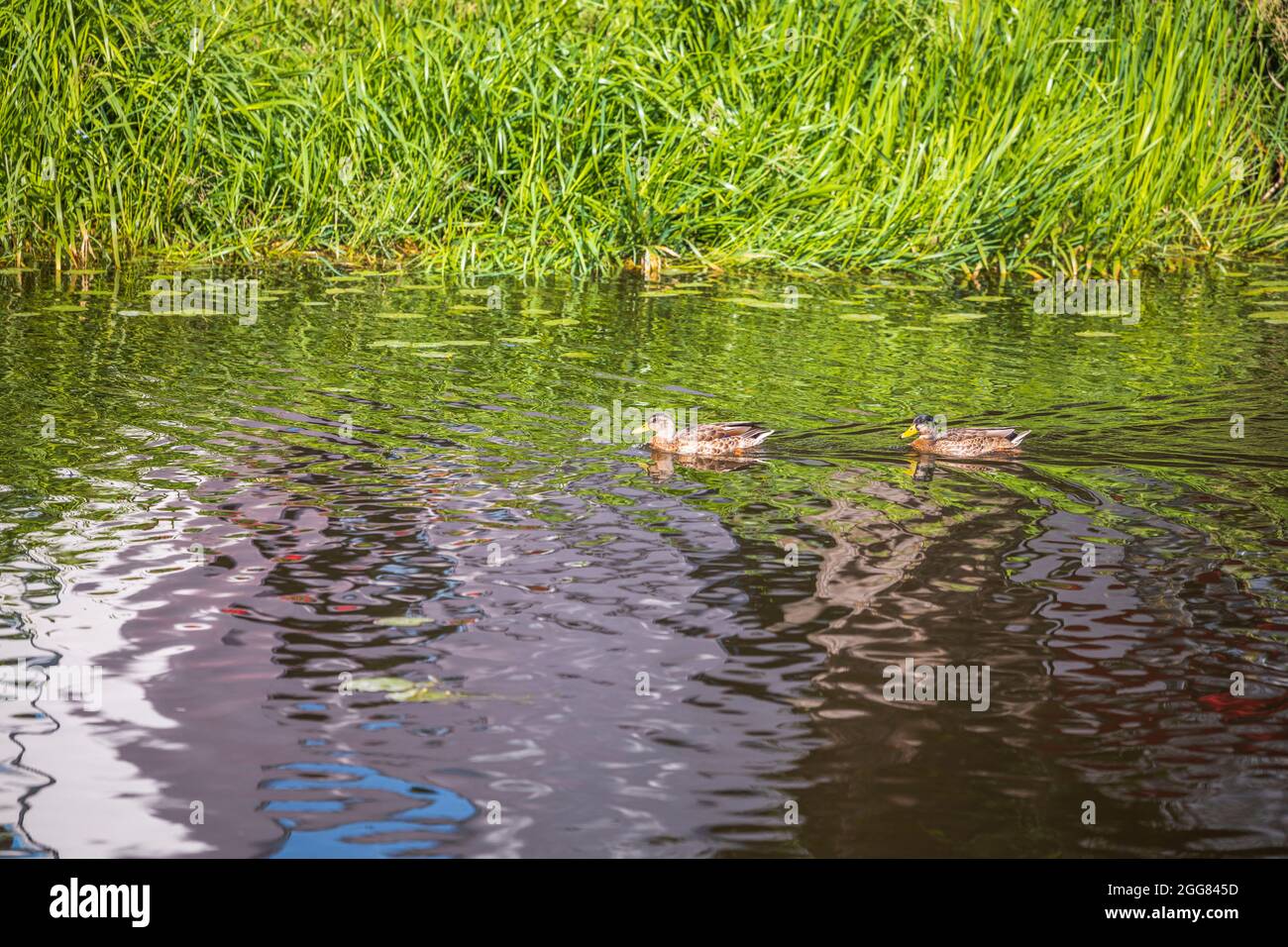 Beautiful view of a duck floating in river. Birds concept. Beautiful ...