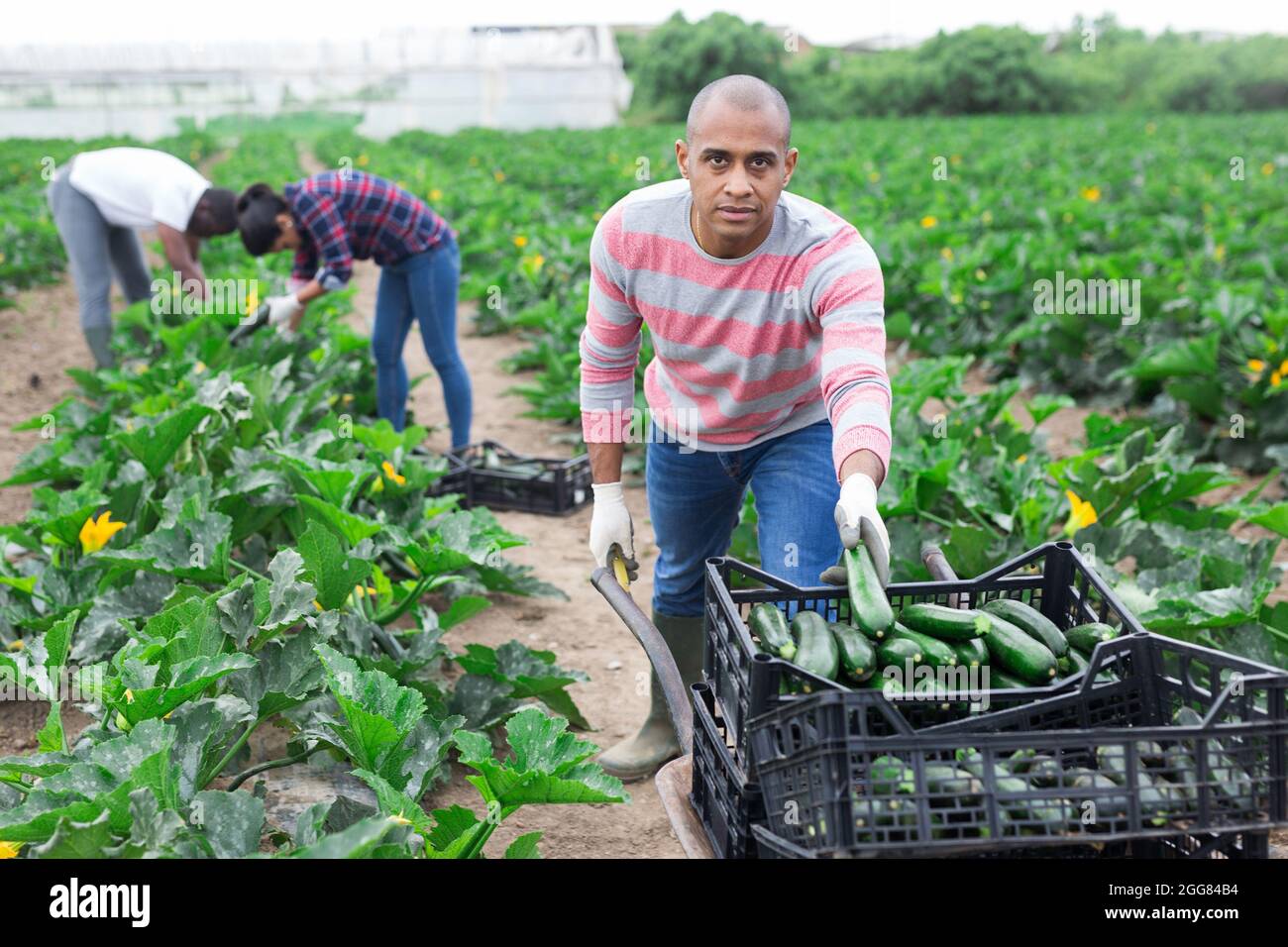 Latin american farm worker gathering crop of courgettes Stock Photo - Alamy