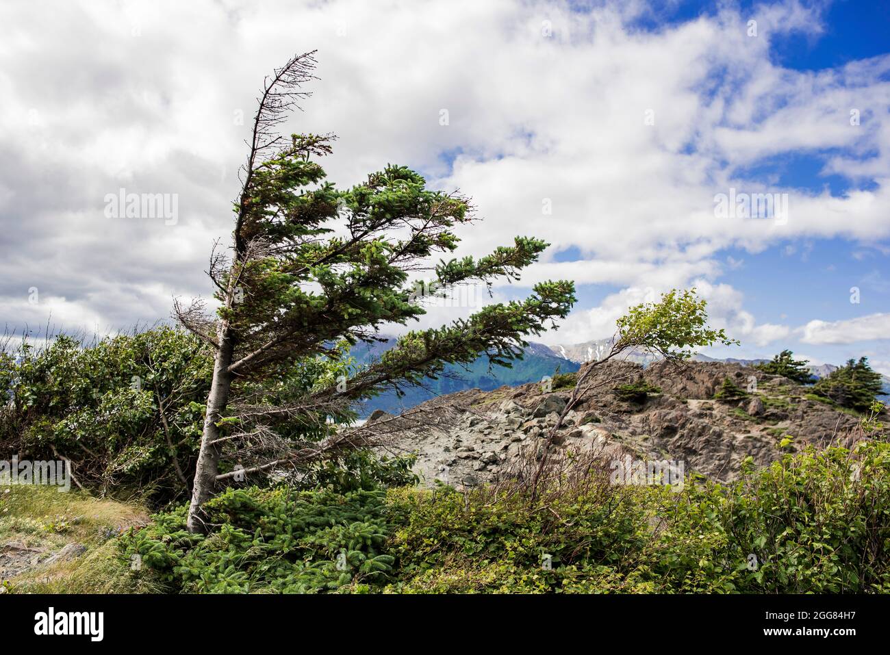USA, Alaska, Trees in wind in mountain landscape Stock Photo - Alamy