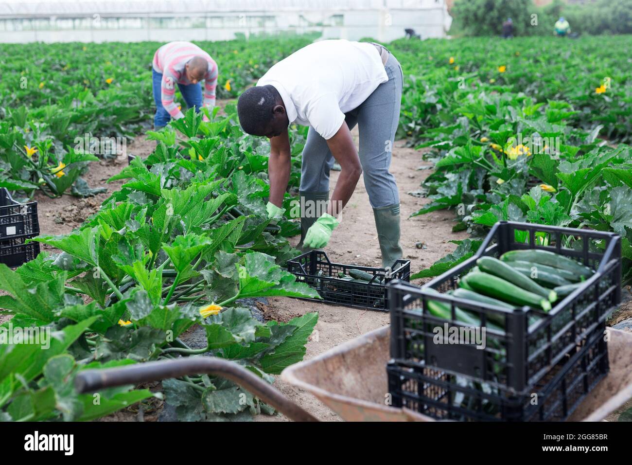 African american farmer gathering crop of green zucchini Stock Photo ...