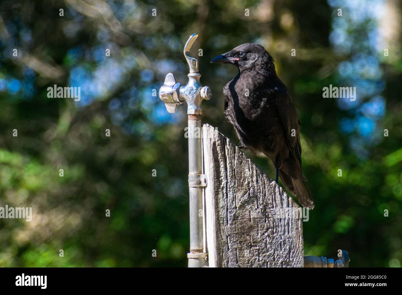 A curious raven looks for water at a spigot drinking fountain on a hot ...