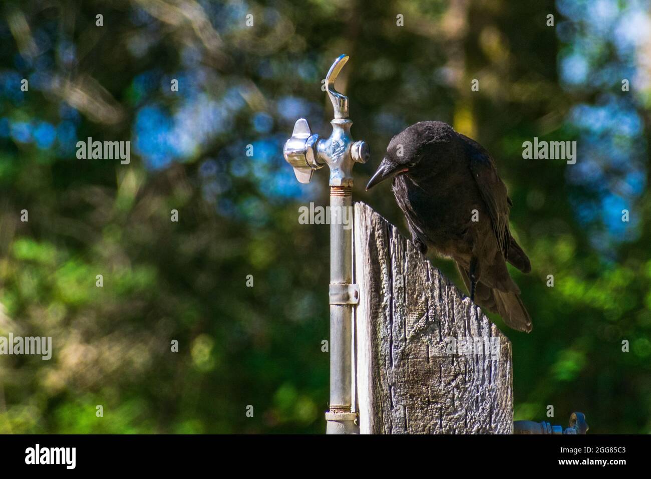 A curious raven looks for water at a spigot drinking fountain on a hot ...
