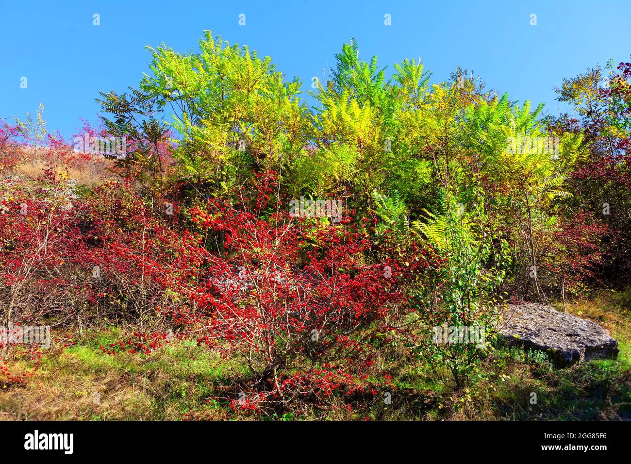 Red and green trees . Crataegus Shrubs in autumn Stock Photo - Alamy