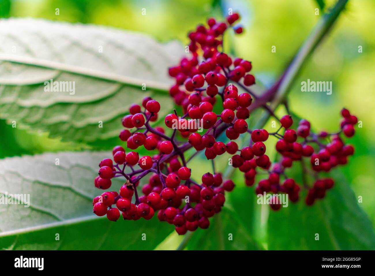 Bright red elder berries grow on a red elder tree on Whidbey Island ...