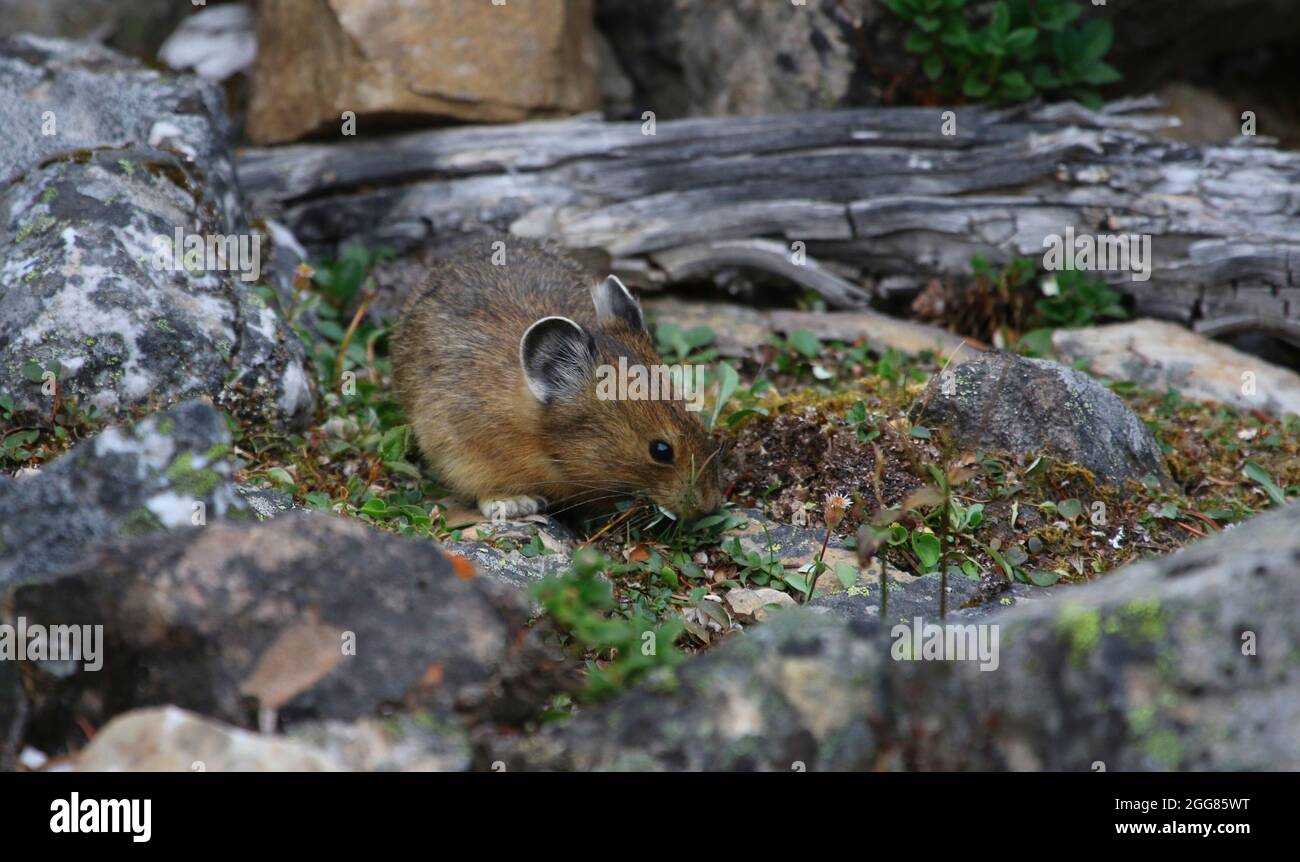 An American Pika (Ochotona princeps) foraging food in Banff National ...