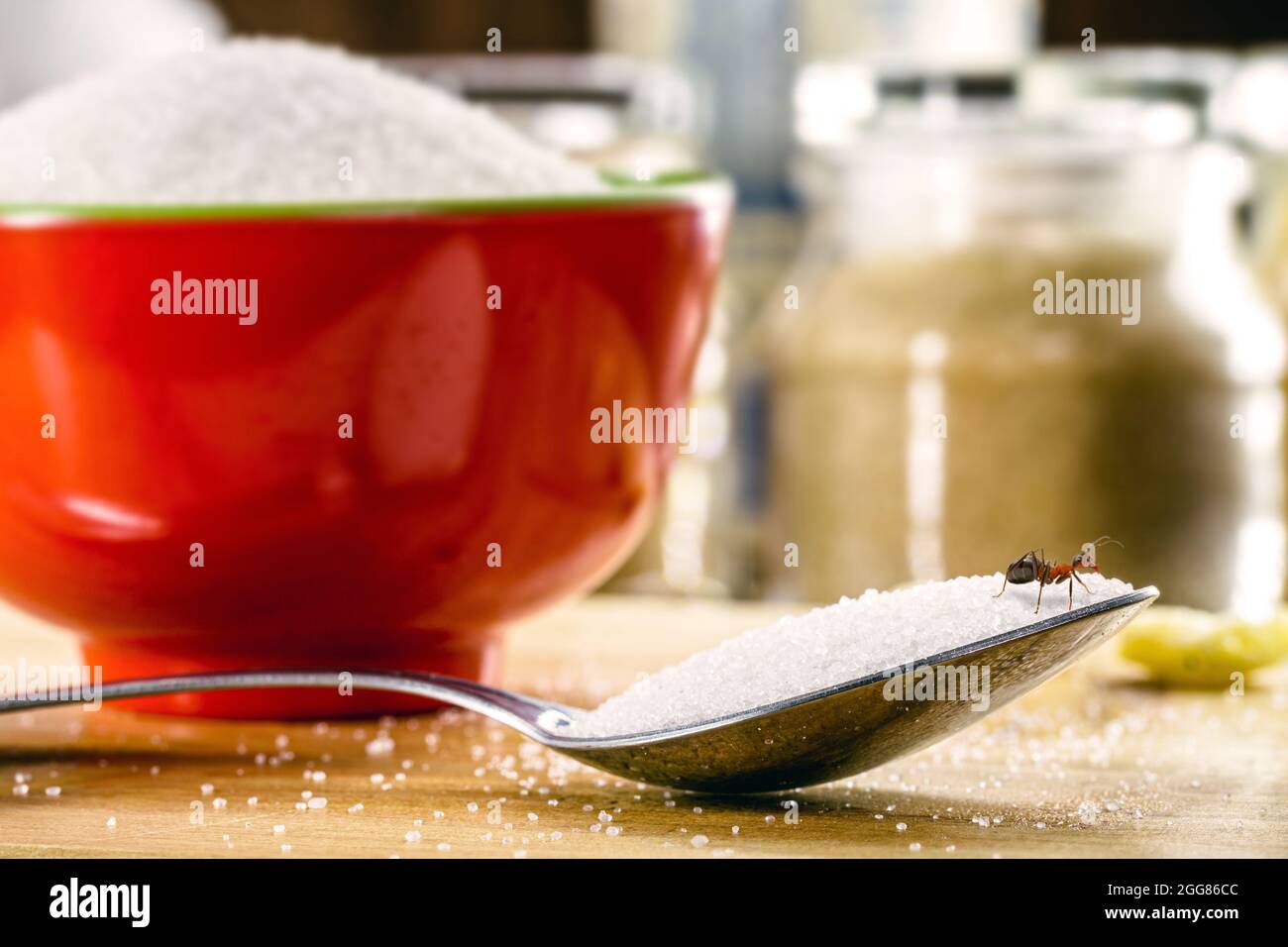 ant over sugar spoon, ant alone in the kitchen, mixer ant Stock Photo ...